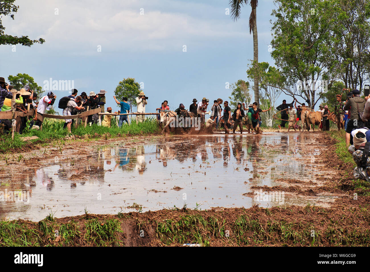 Padang, Indonesia - 30 Jul 2016. Festival Pacu Jawi (The bull racing ...