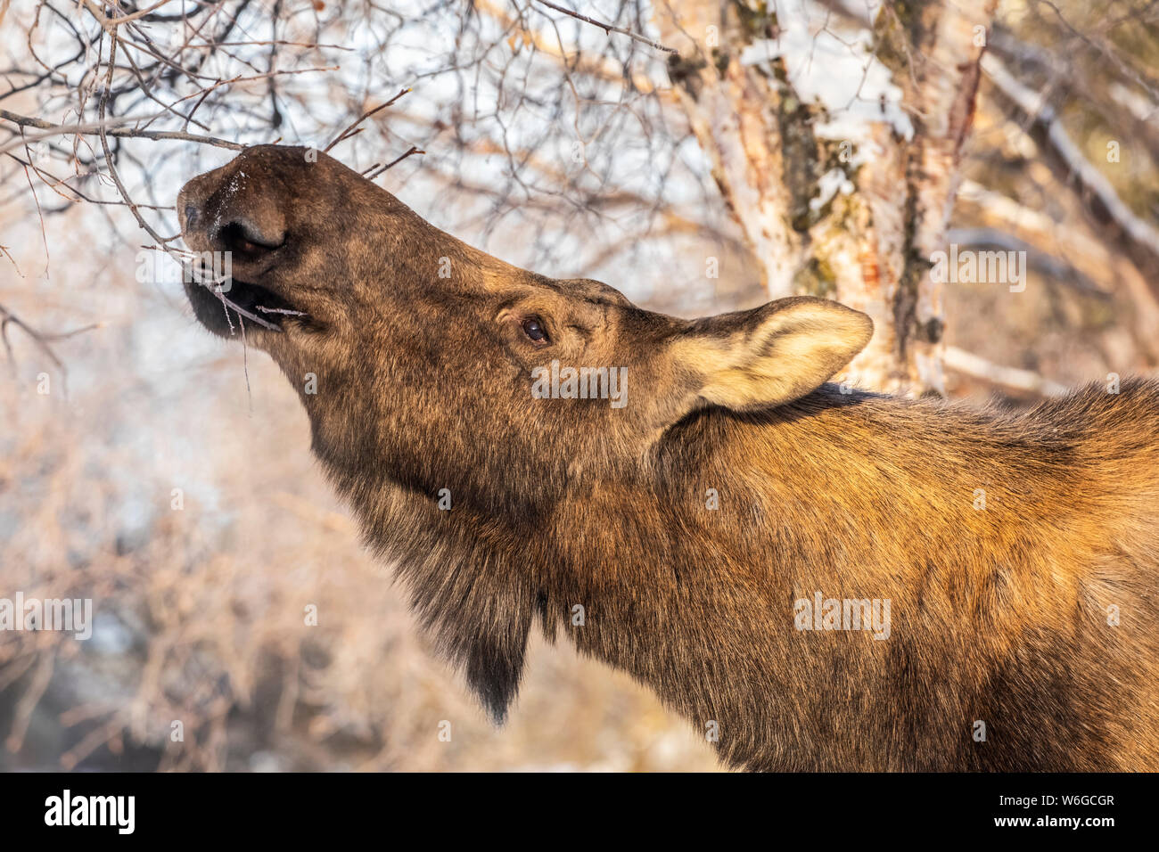 Alaska moose hi-res stock photography and images - Alamy