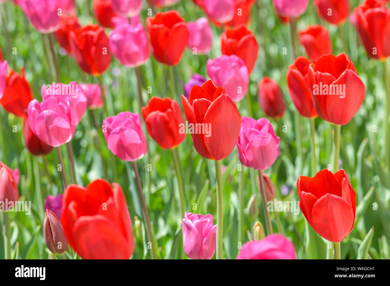 Denver Botanic Garden High Resolution Stock Photography and Images - Alamy