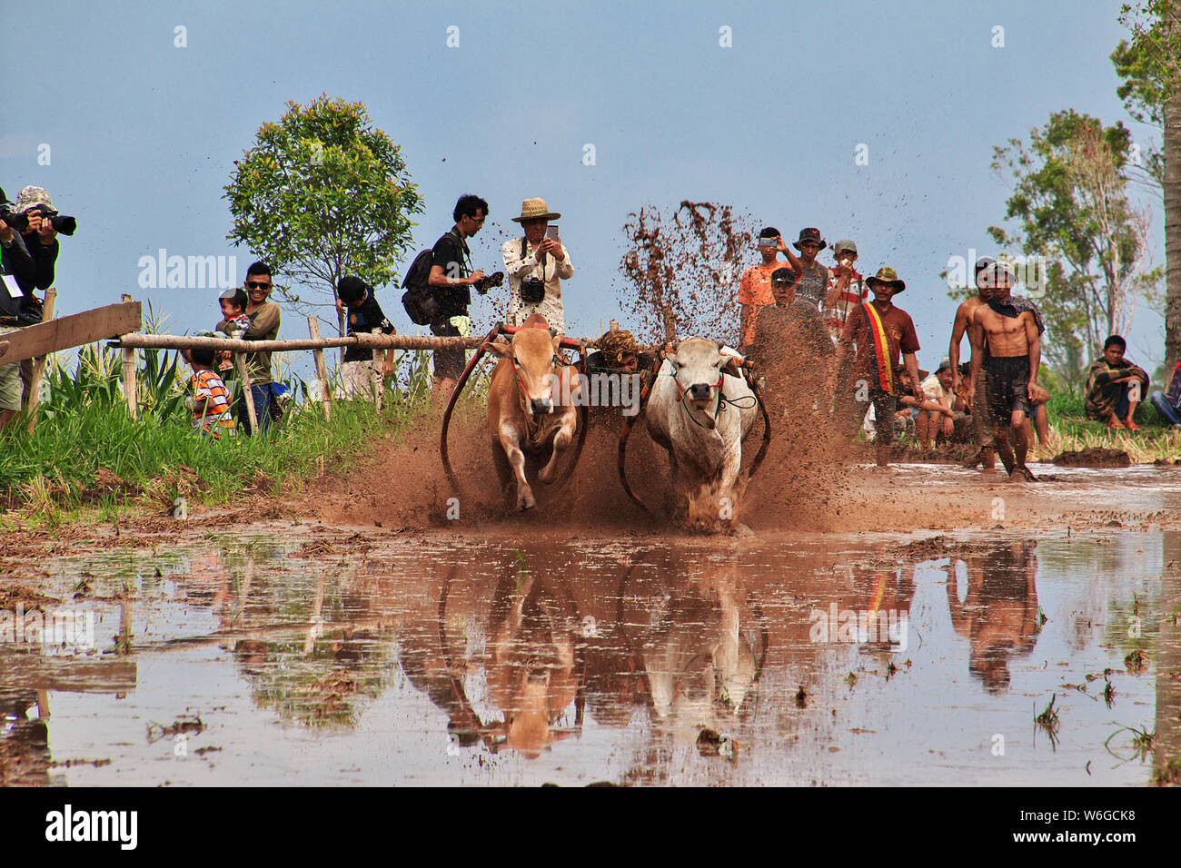 Pacu jawi bull hi-res stock photography and images - Alamy