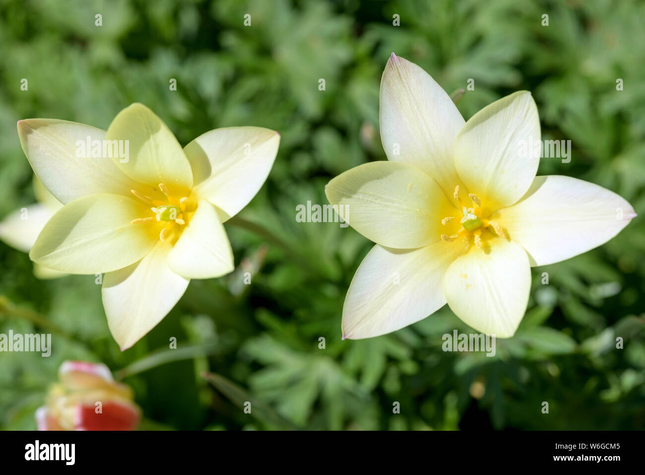 Denver Botanic Garden High Resolution Stock Photography and Images - Alamy