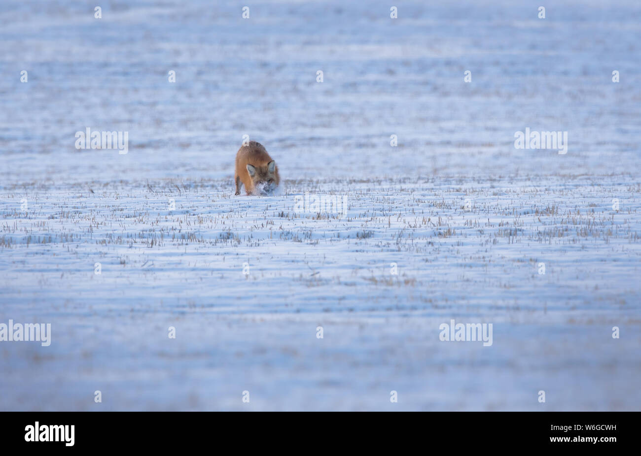 Red fox in the winter Stock Photo - Alamy