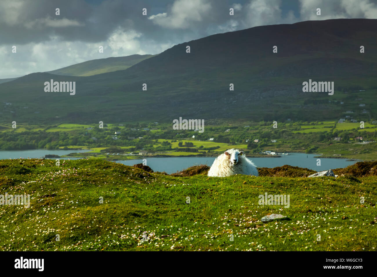 A sheep (Ovis aries) lays on lush grass with a view of the coastline of ...