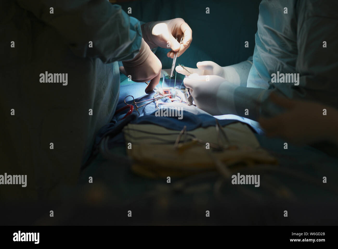 The hands of the surgeon and the assistant at the time of surgery Stock ...