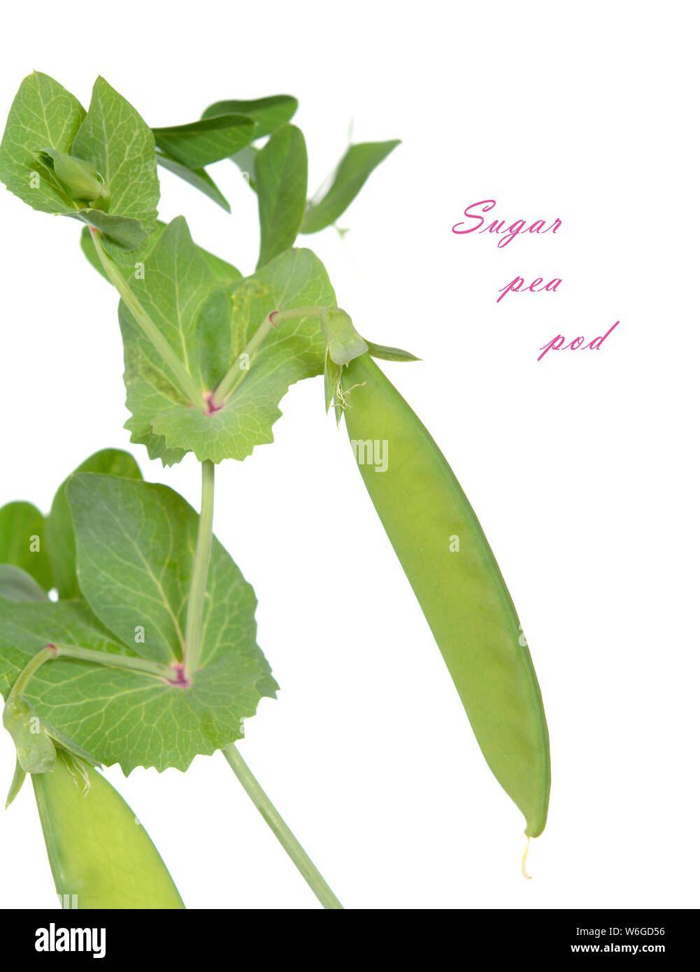 White pea vine Cut Out Stock Images & Pictures - Alamy