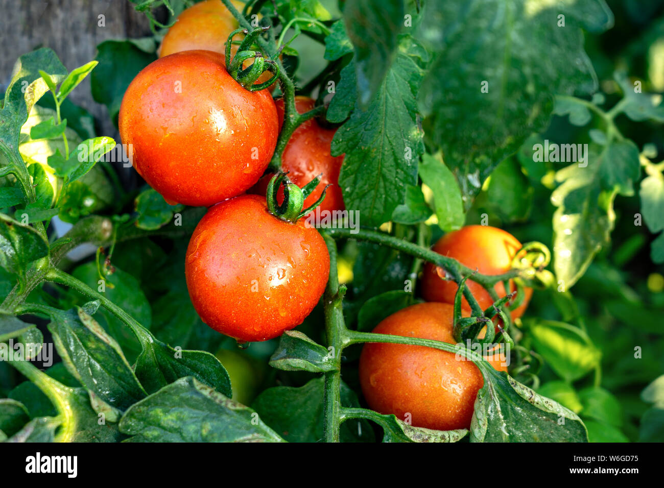 Young tomato plant flower hi-res stock photography and images - Alamy
