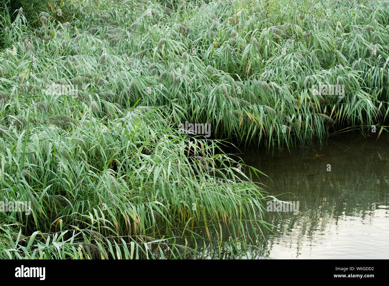 reed reflected in rippled water Stock Photo - Alamy