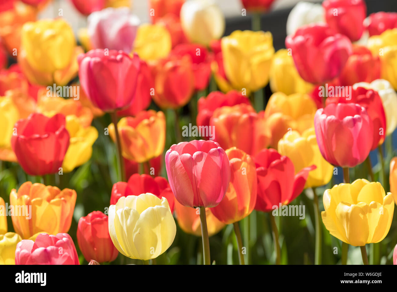 Denver botanic garden hi-res stock photography and images - Alamy