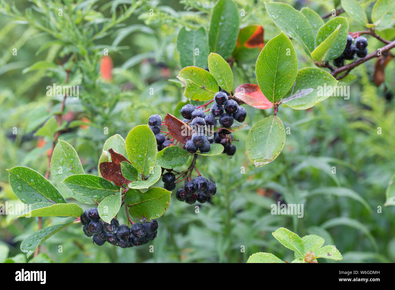 Black chokeberry hi-res stock photography and images - Alamy