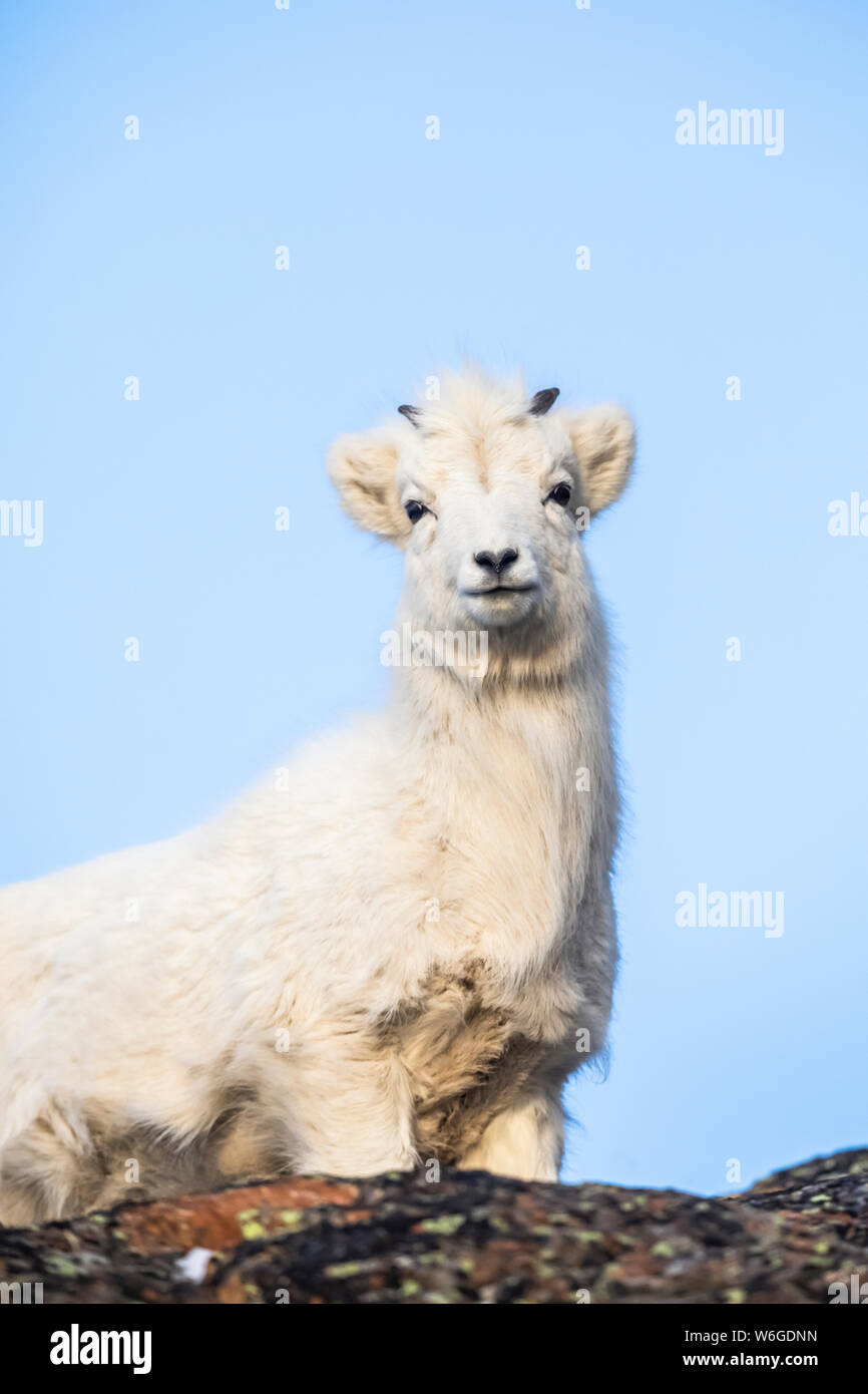 Ovis dalli dalli hi-res stock photography and images - Alamy
