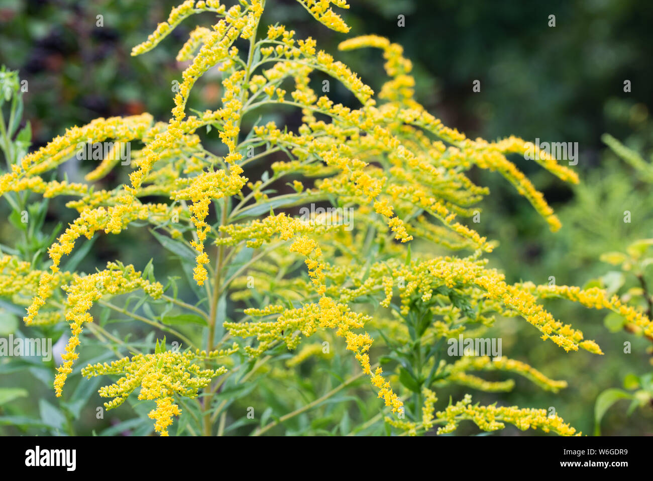 Goldenrod plant yellow flowers hi-res stock photography and images - Alamy