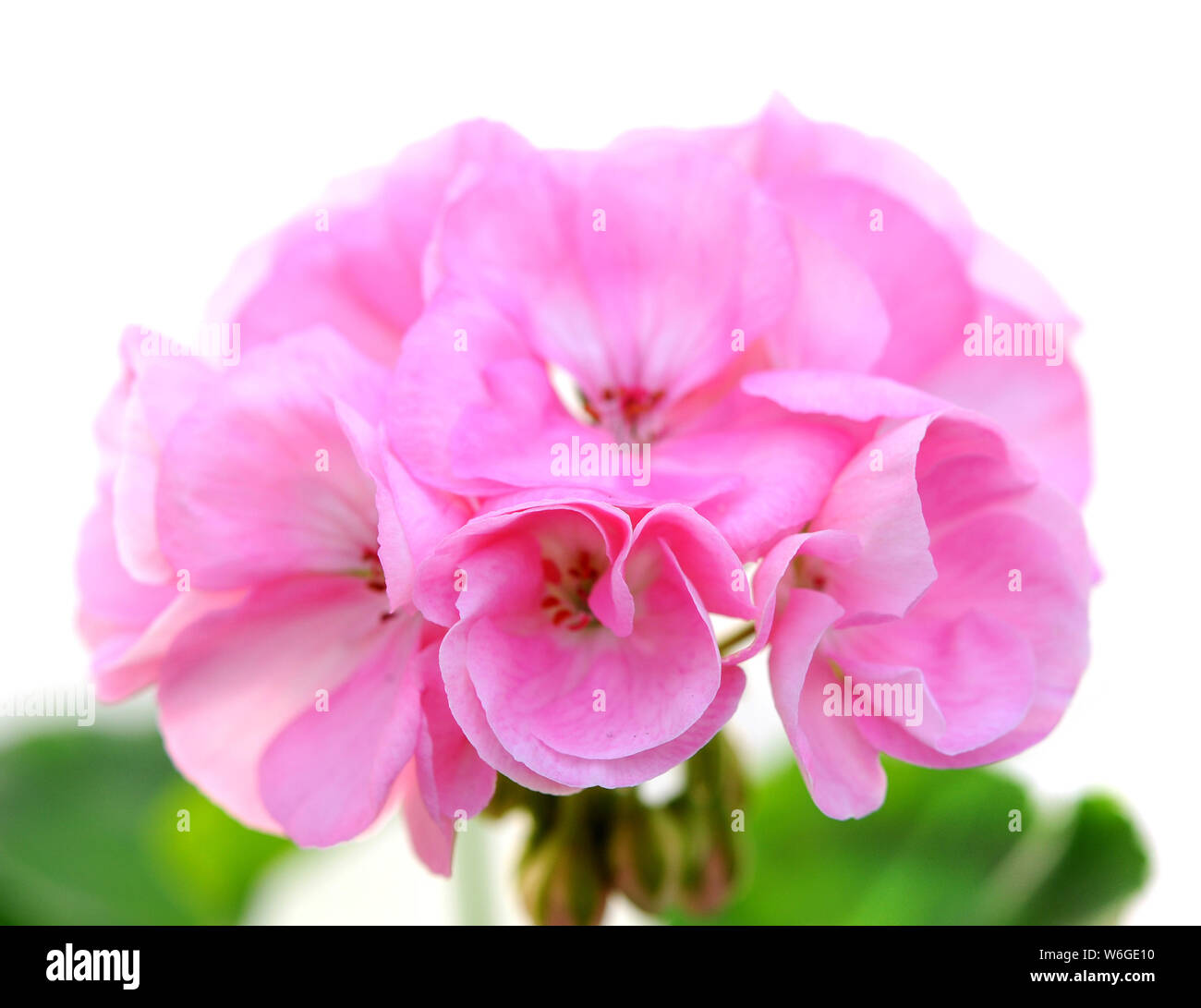 pink Dynamo flower on white background Stock Photo - Alamy