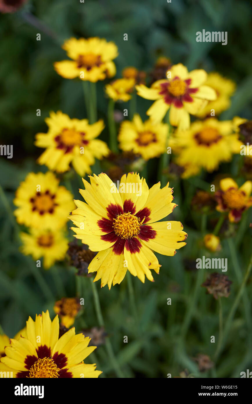 Coreopsis yellow tickseed hi-res stock photography and images - Alamy