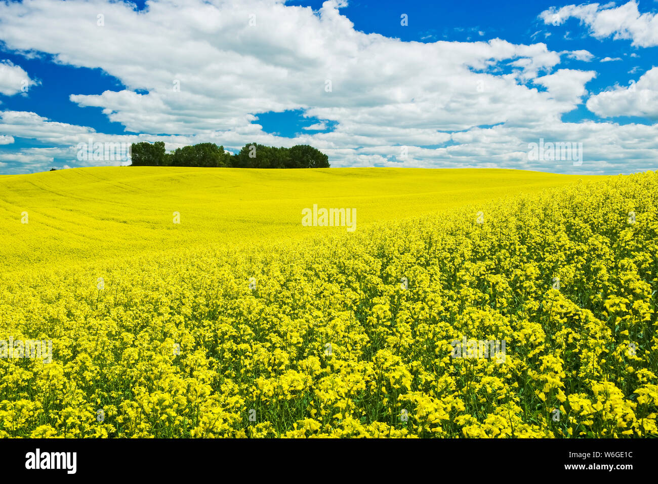A canola field in blooming stage with bright yellow blossoms; Manitoba ...
