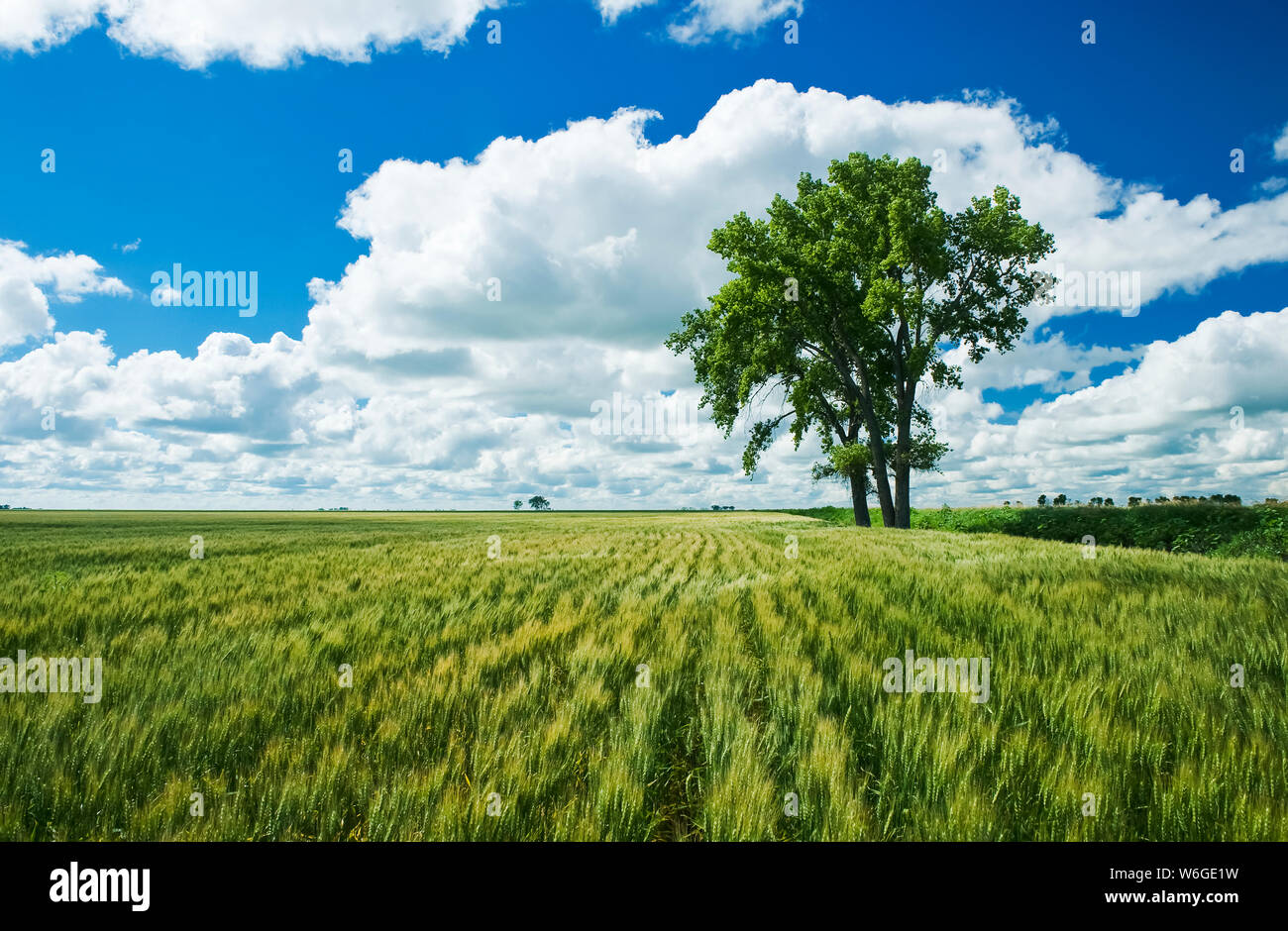 Mid-growth spring wheat field and cottonwood tree, near Roland ...