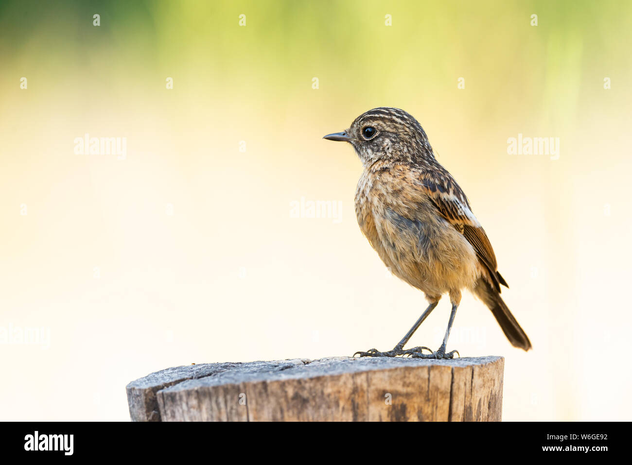 Saxicola rubicola or tarabilla comun Stock Photo - Alamy