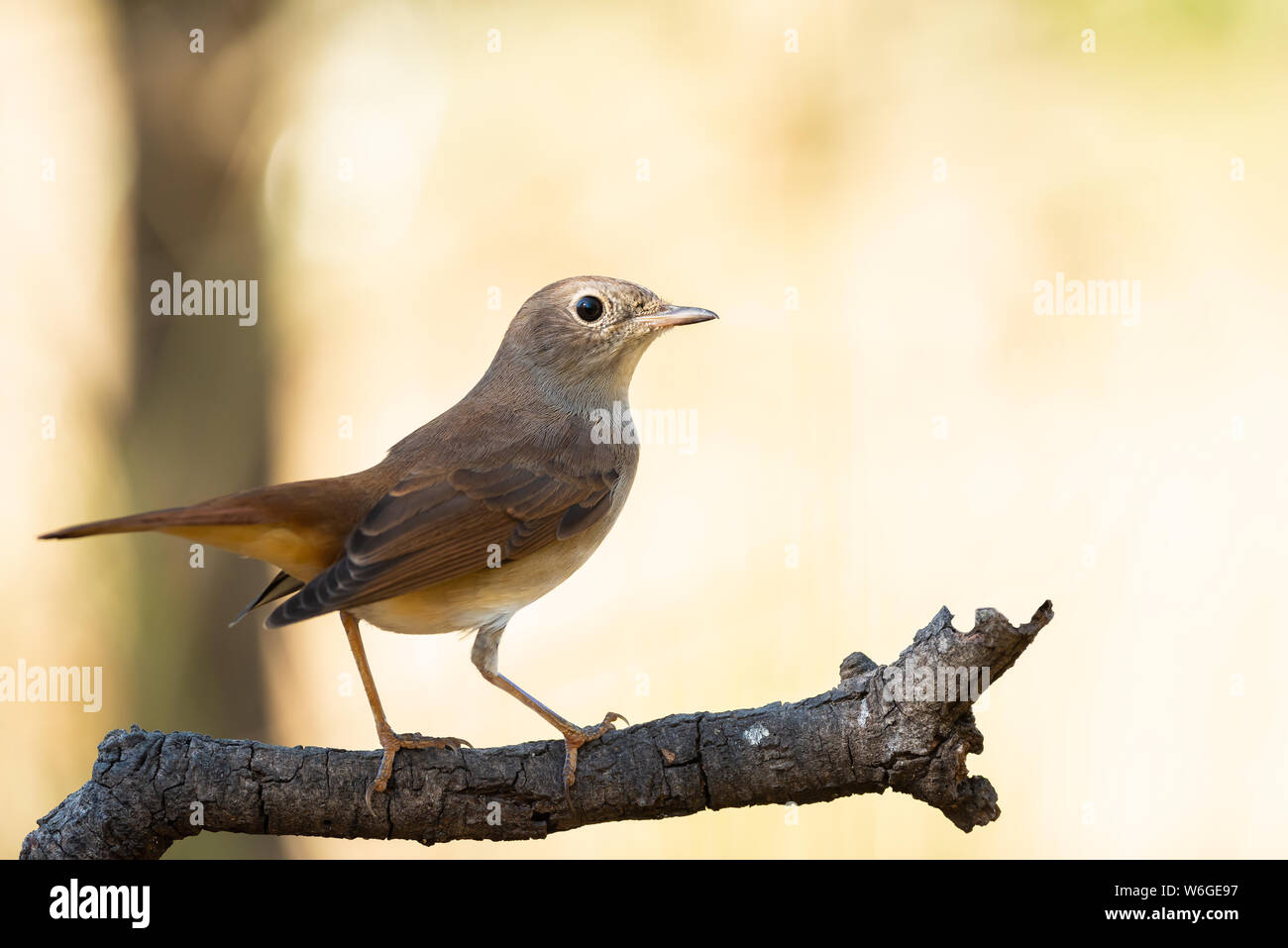 Wildlife luscinia hi-res stock photography and images - Alamy