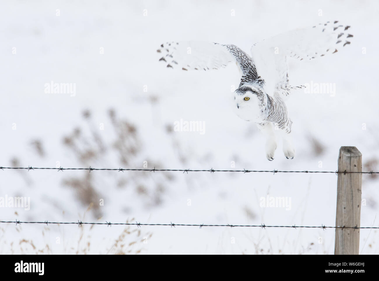 Snowy owl in the wild Stock Photo - Alamy