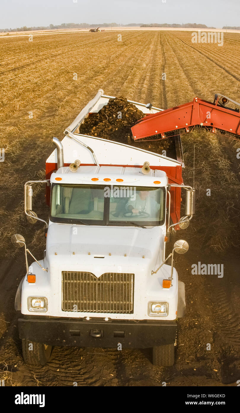 Truck farm vegetable harvest hi-res stock photography and images - Alamy