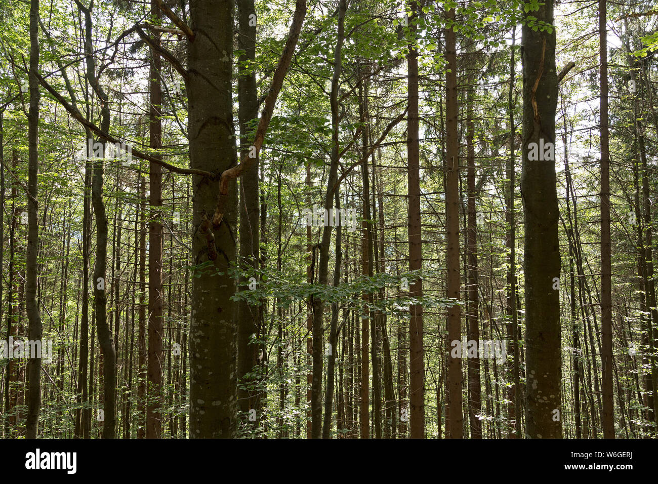 forest near Bodenmais, Bayerischer Wald, Bavaria, Germany Stock Photo ...