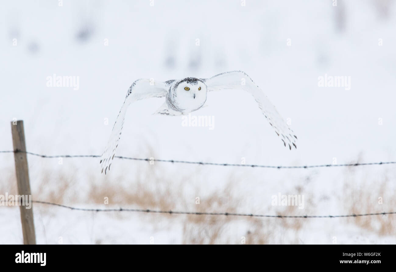 Snowy owl migration hi-res stock photography and images - Alamy