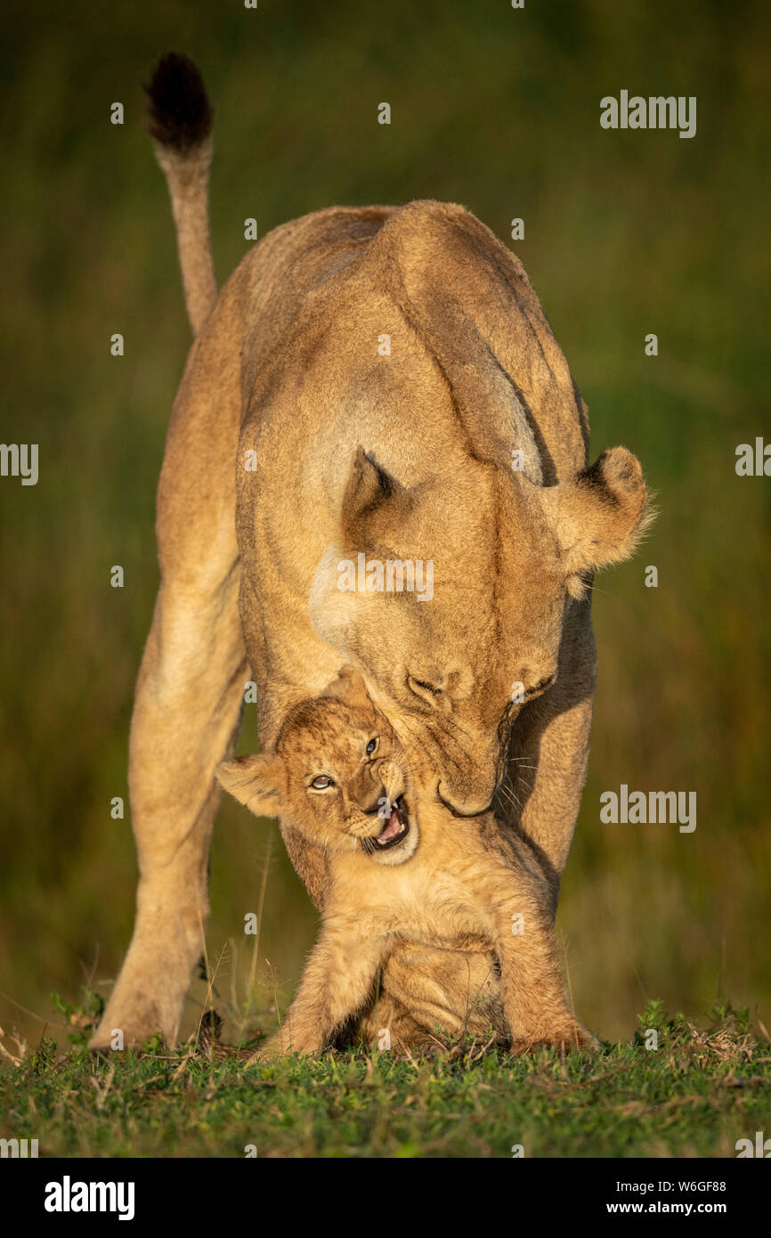 Lioness (Panthera leo) bends to bite cub on neck, Serengeti National ...