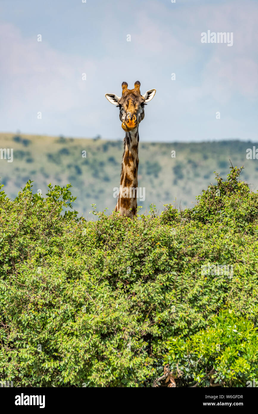 Giraffe peeking over tree hi-res stock photography and images - Alamy