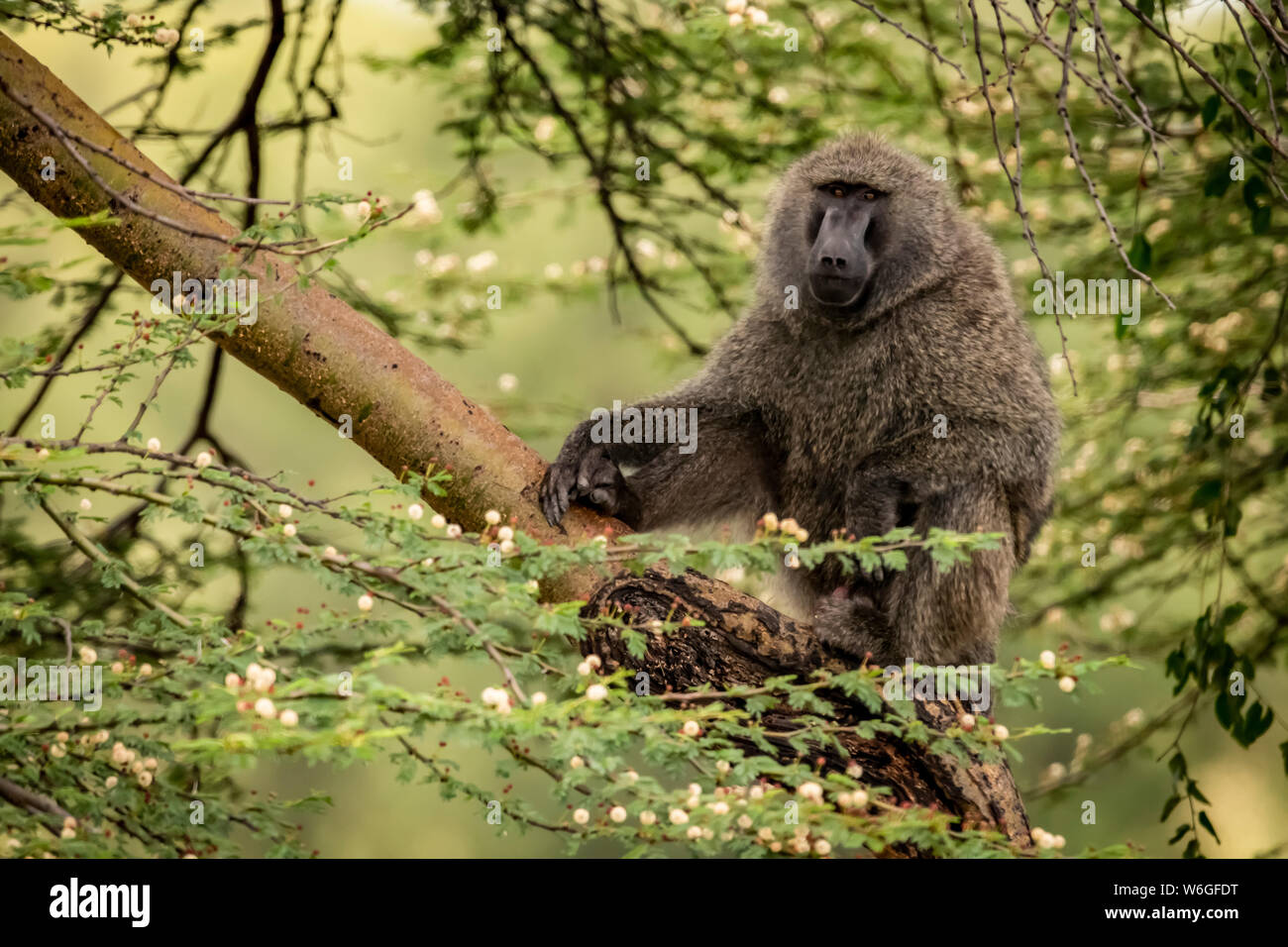 African olive tree hi-res stock photography and images - Alamy