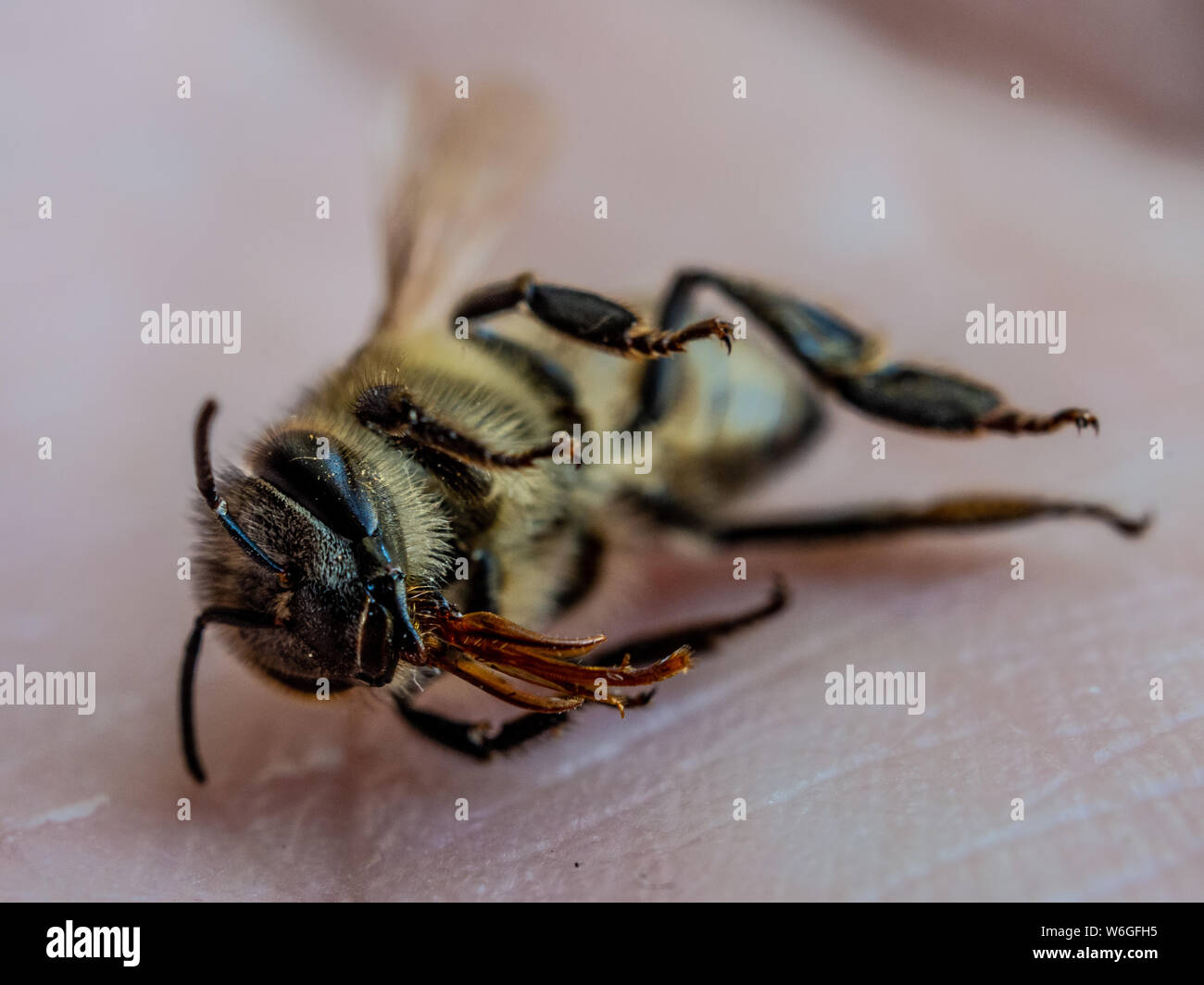 Mortality hi-res stock photography and images - Alamy