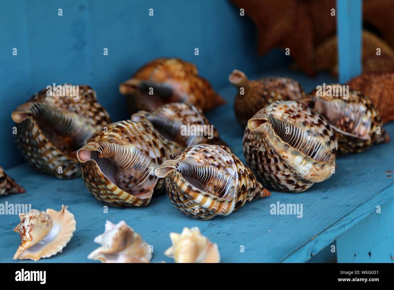 Beautiful seashells starfish lie hi-res stock photography and images ...