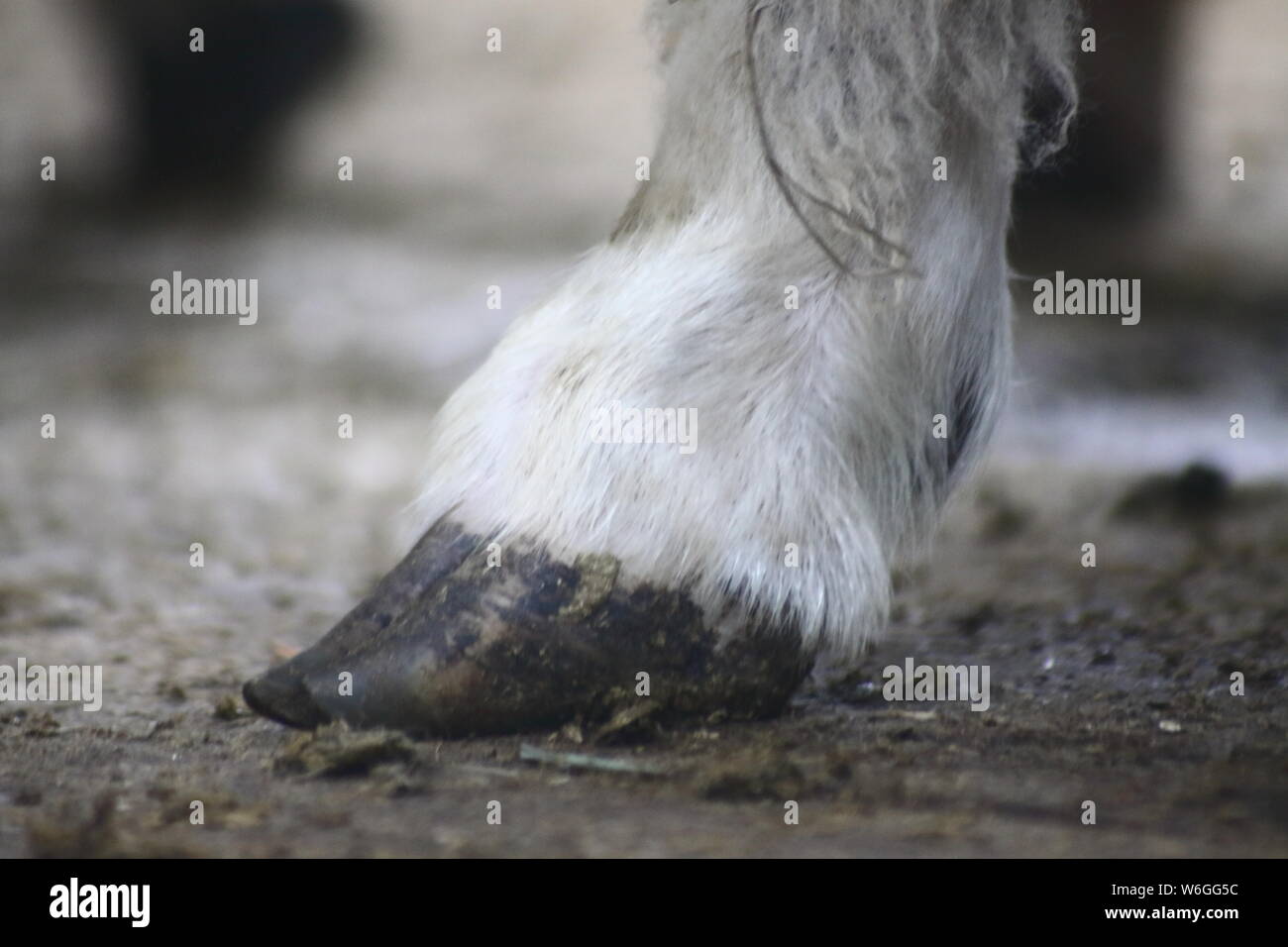 Hoof stock hi-res stock photography and images - Alamy