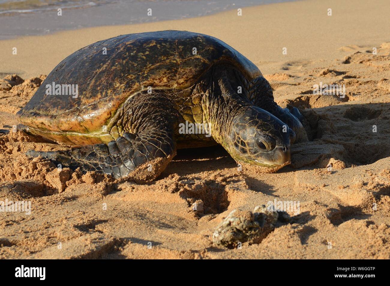 Sea Turtles on the Beach in Hawaii Stock Photo - Alamy