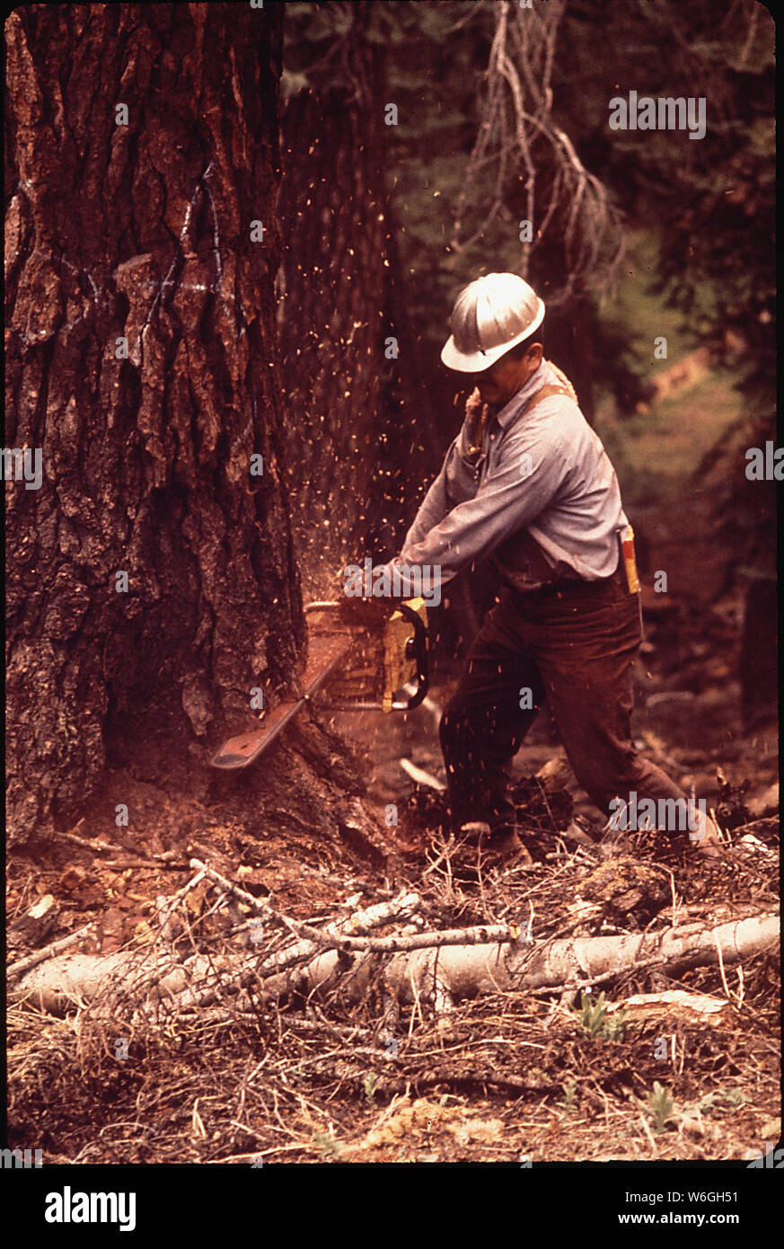 Timber faller hi-res stock photography and images - Alamy