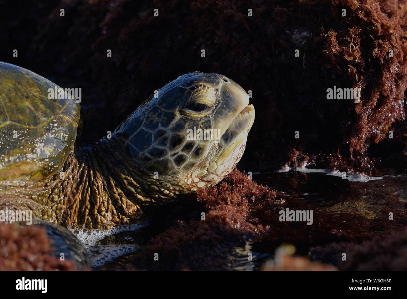 Sea Turtle Portrait Stock Photo - Alamy