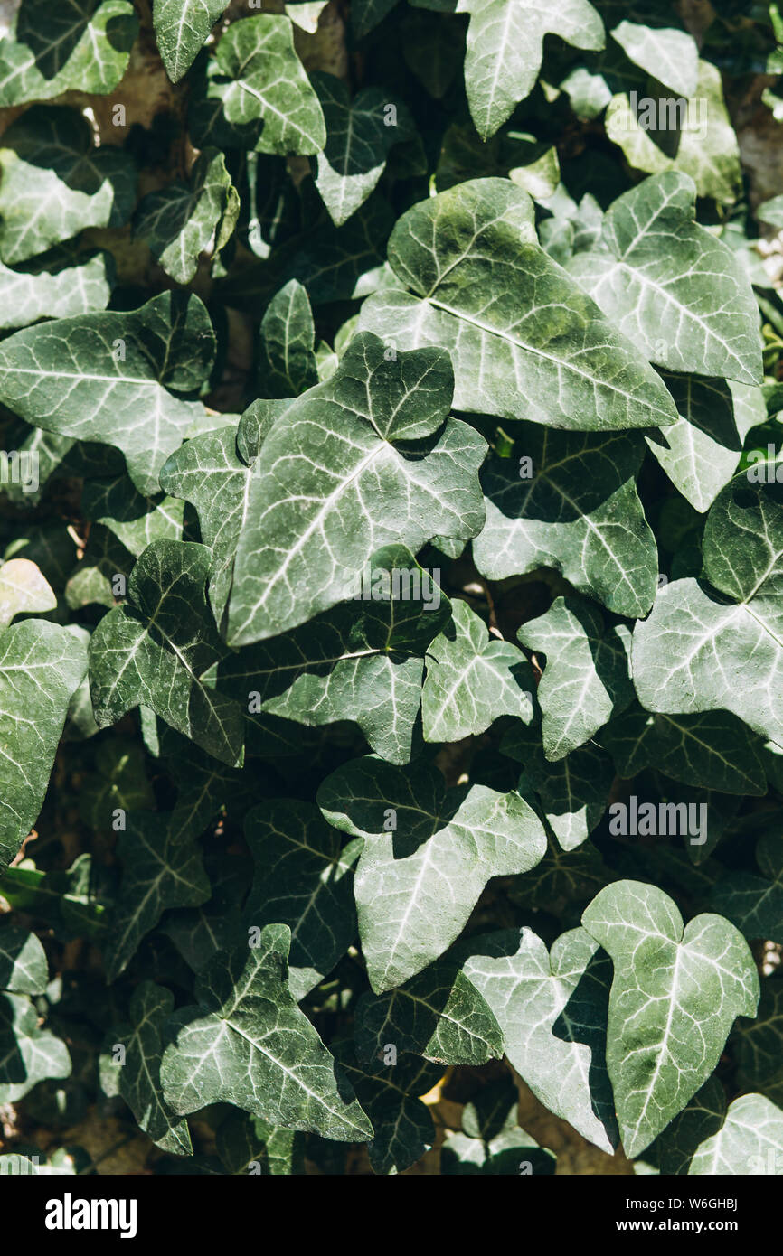 Lots of green leaves background. The leaves of the plant Stock Photo ...