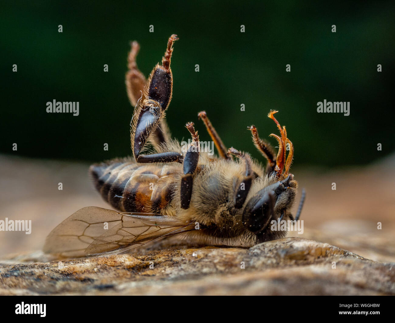 Extreme close-up of a deceased Apis mellifera honeybee with legs up on ...