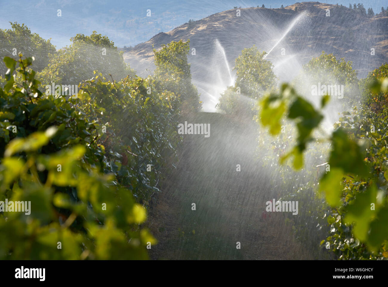 Vineyard water irrigation hi-res stock photography and images - Alamy
