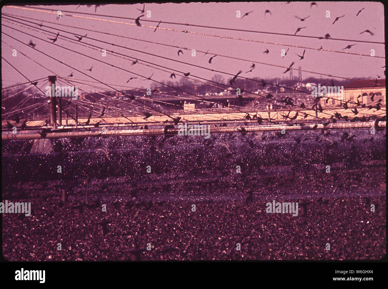 FILTERS AND BIRDS AT THE BACK RIVER SEWAGE TREATMENT PLANT THIS IS THE ...