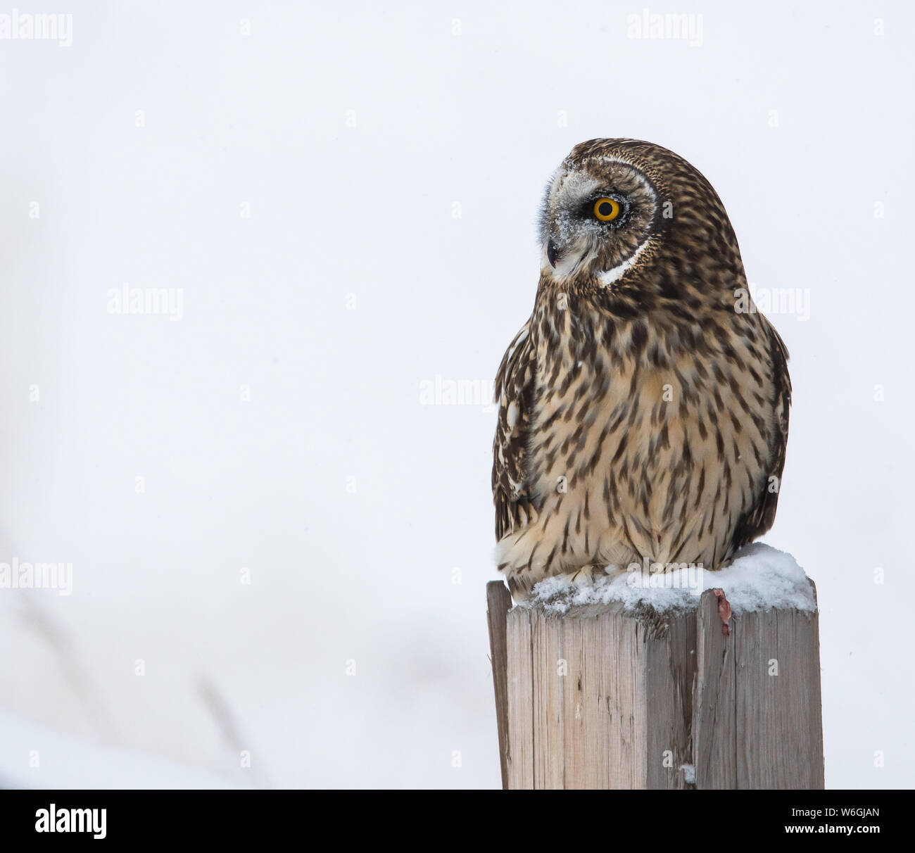 Short eared owl in the winter Stock Photo - Alamy