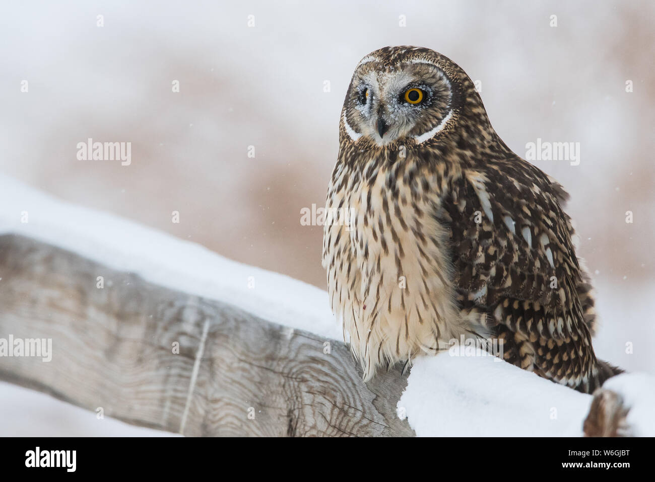 Short eared owl in the winter Stock Photo - Alamy