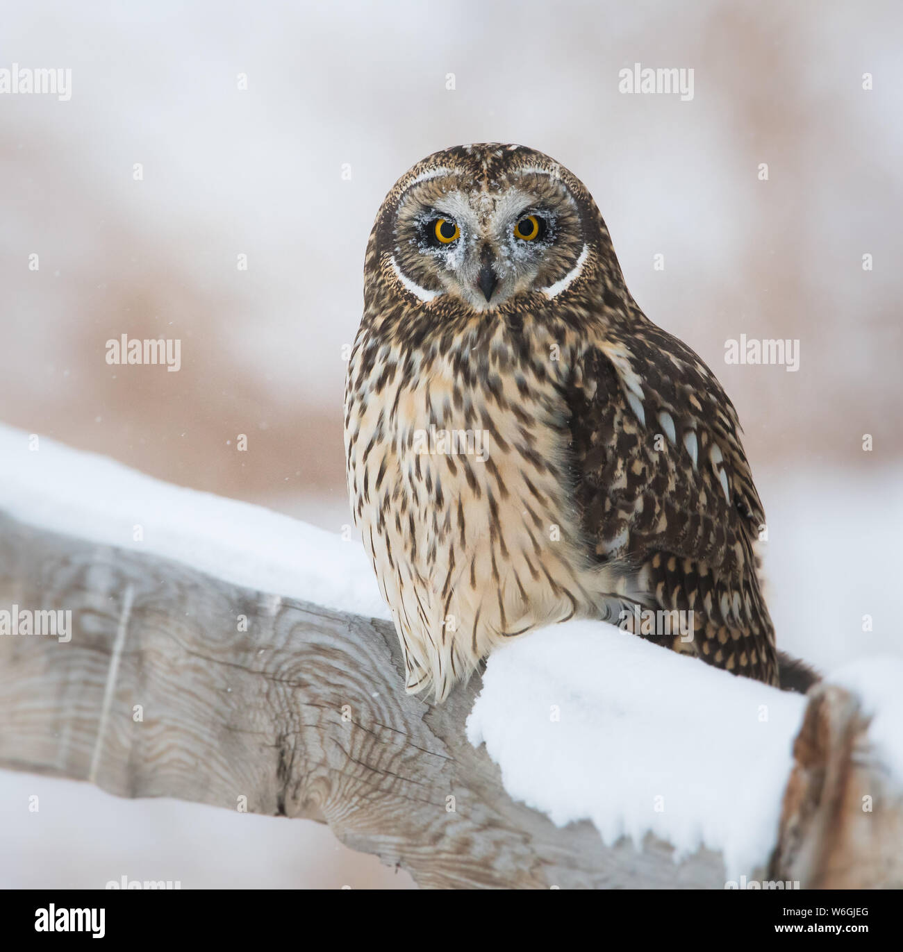 Short eared owl in the winter Stock Photo - Alamy
