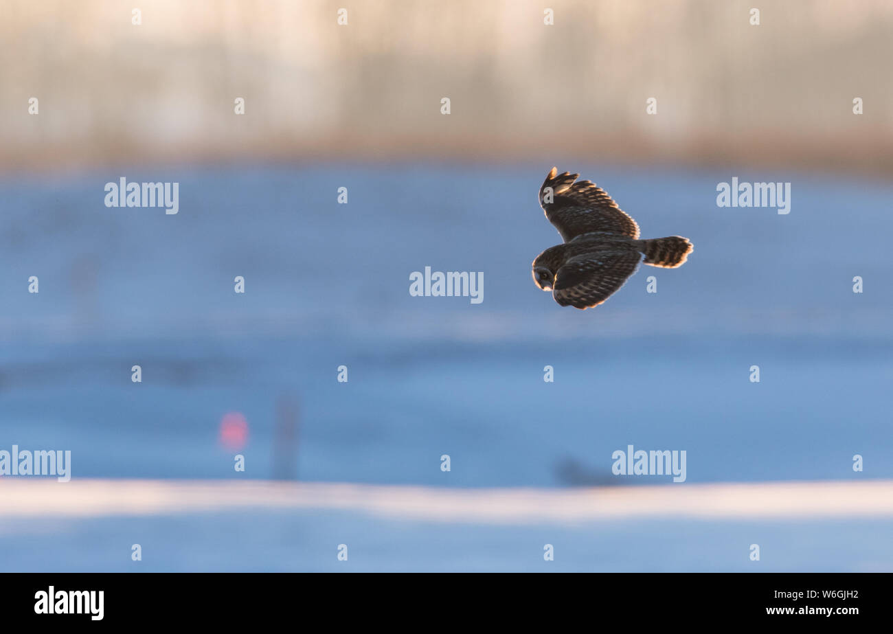 Short eared owl in the winter Stock Photo - Alamy