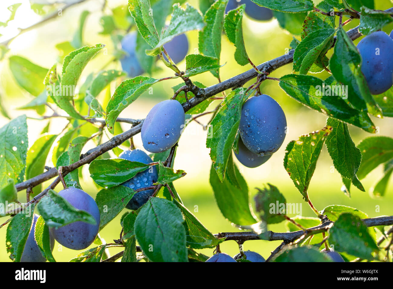 Organic plums tree in hi-res stock photography and images - Alamy