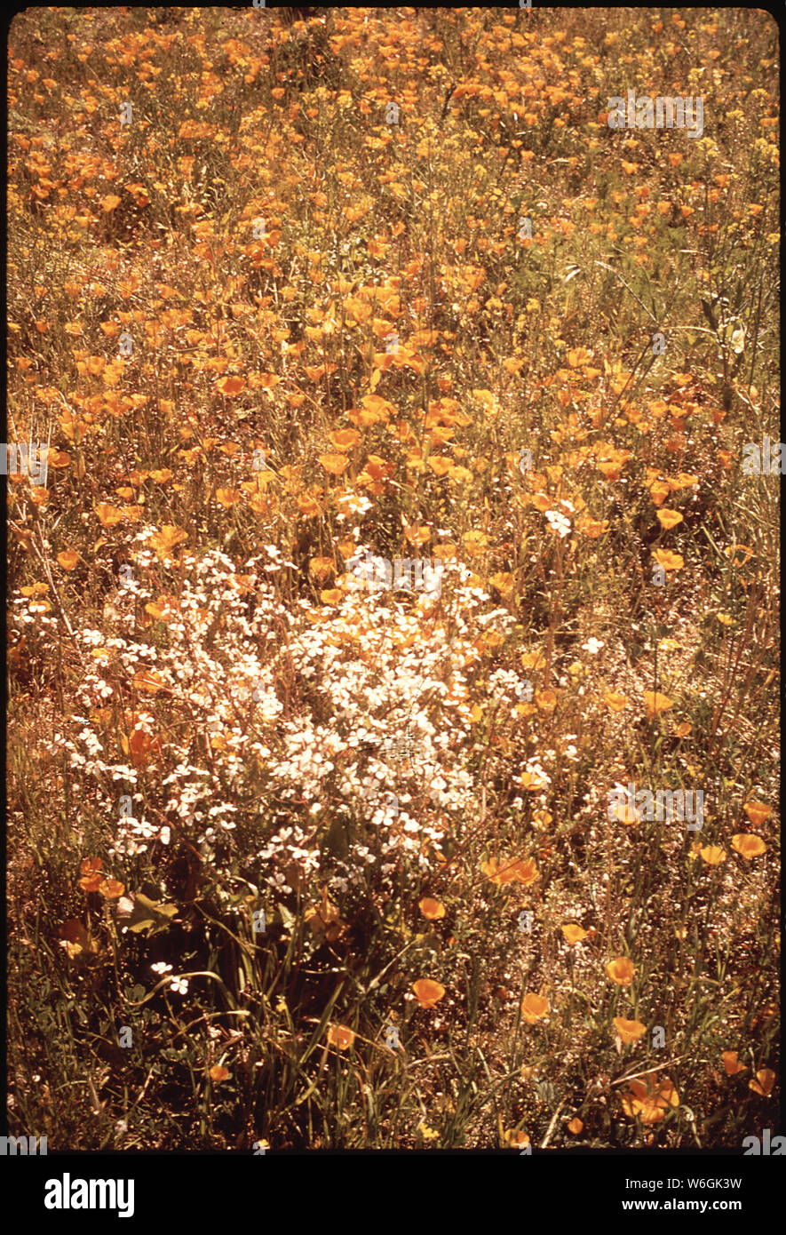 FLOWERS ALONG SWANTON ROAD, NORTH FROM SANTA CRUZ Stock Photo - Alamy