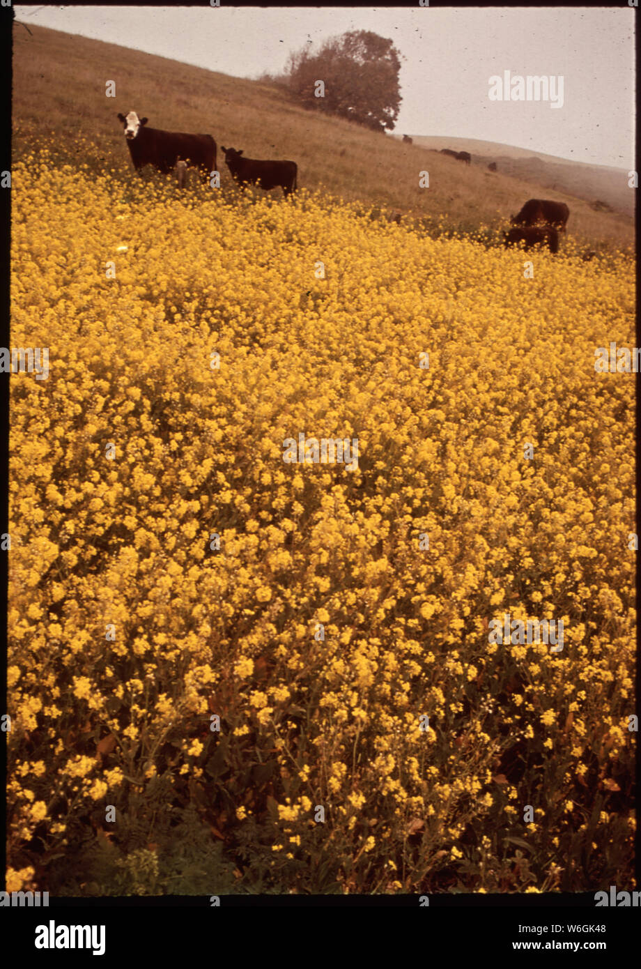 Swanton hi-res stock photography and images - Alamy