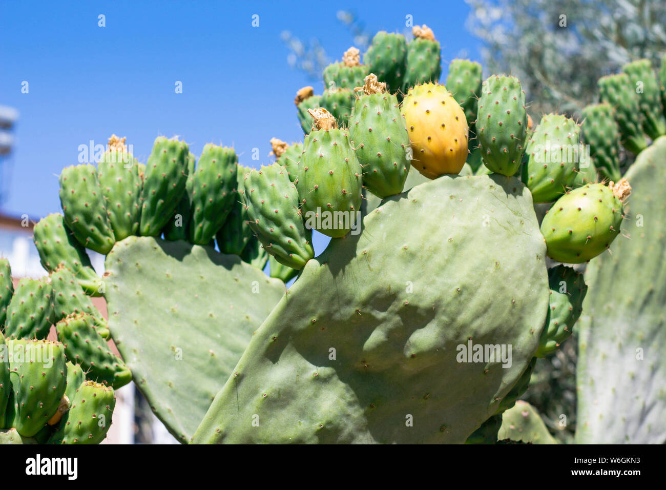 Large prickly cacti in green and yellow. Cacti on a background of blue ...