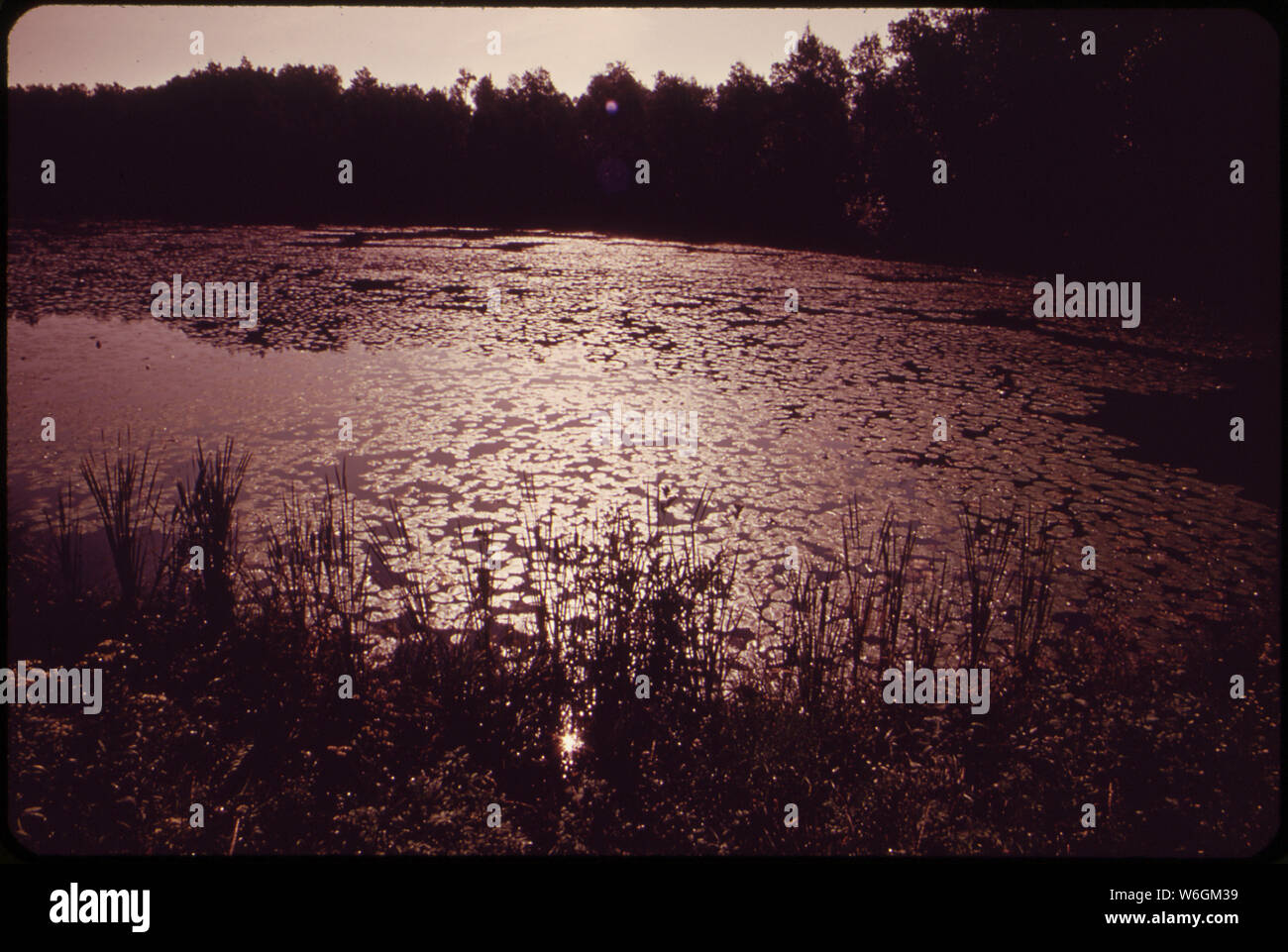 FROM THE CONFLUENCE OF SWAMPS LIKE THIS, AND MANY LAKES, THE WISCONSIN ...