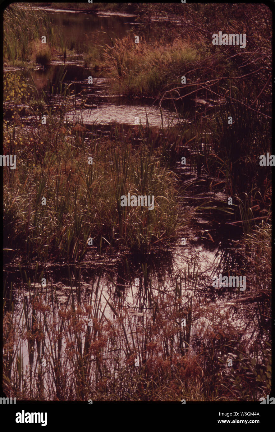FROM THE CONFLUENCE OF SWAMPS LIKE THIS, AND MANY LAKES, THE WISCONSIN ...