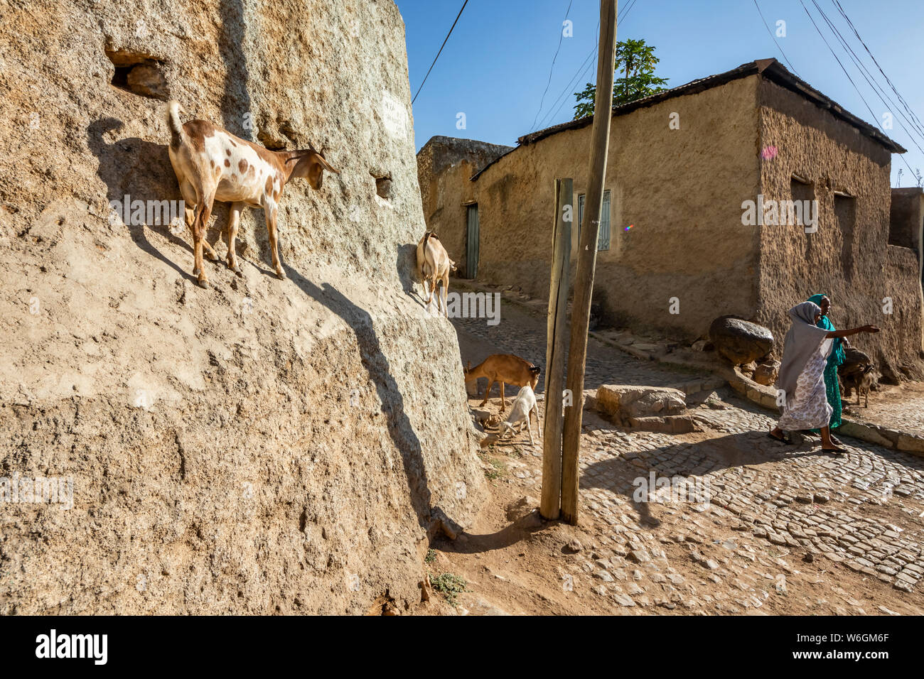 Goats on the wall of a house in Harar Jugol, the Fortified Historic ...