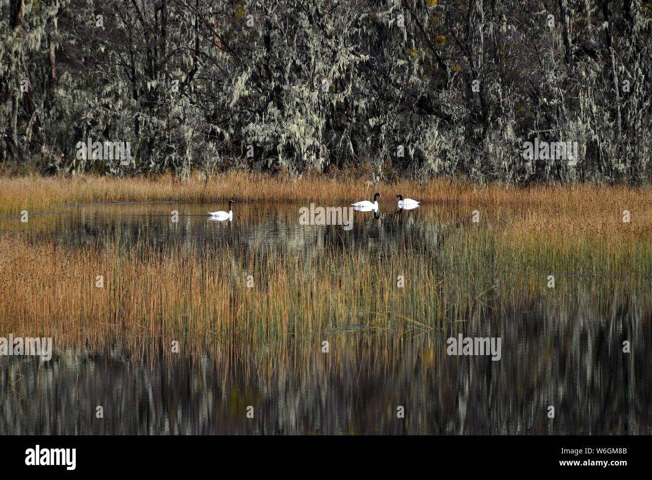 Patagonia chilena - Patagonia Stock Photo - Alamy